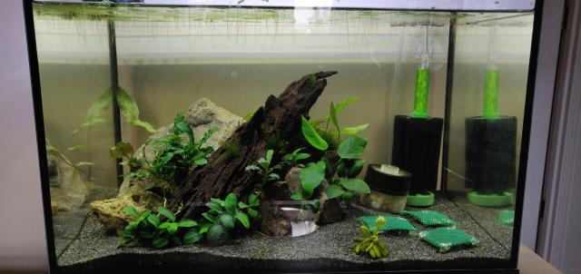 The Beginner's Guide to Freshwater Shrimp Tanks | Shrimp Science