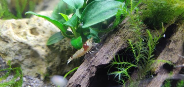 How To Change Substrate In Your Shrimp Tank | Shrimp Science