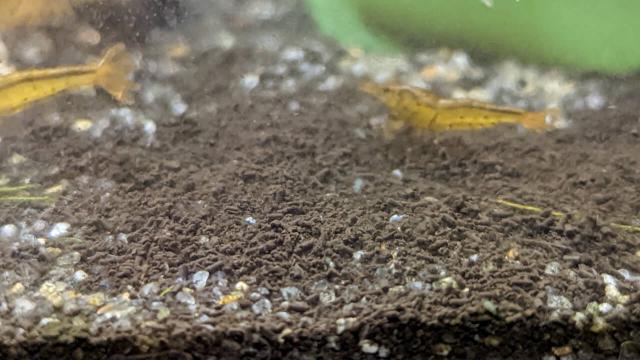 How To Clean Shrimp Tank Substrate | Shrimp Science