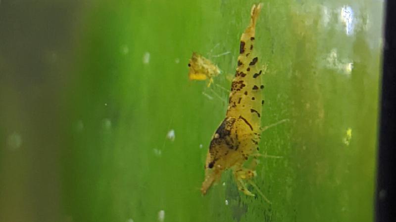 Do Dwarf Shrimp Eat Algae? | Shrimp Science
