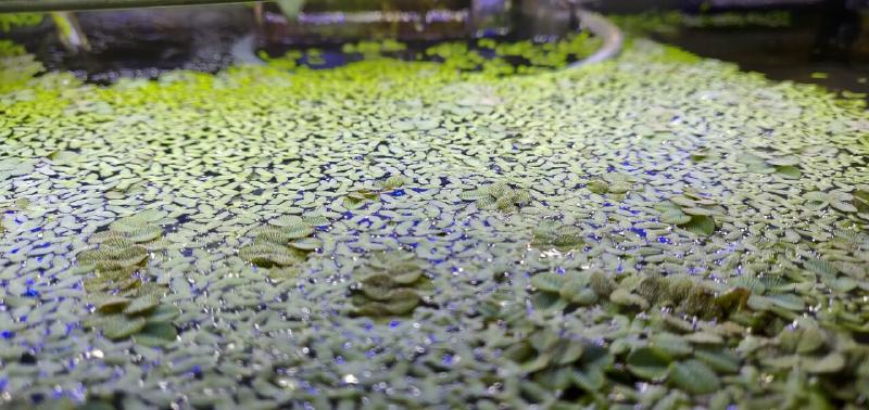 Floating Plants for Shrimp Tanks | Shrimp Science