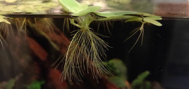 Floating Plants for Shrimp Tanks | Shrimp Science