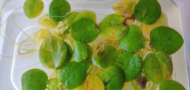 Floating Plants for Shrimp Tanks | Shrimp Science