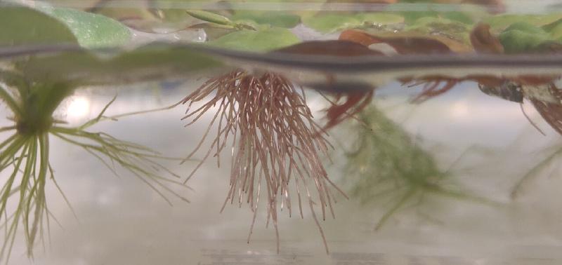 Floating Plants for Shrimp Tanks | Shrimp Science