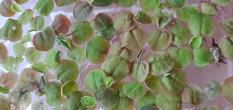 Floating Plants for Shrimp Tanks | Shrimp Science