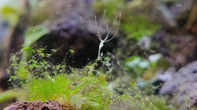 Hydra in Shrimp Tanks - How To Get Rid of Them | Shrimp Science