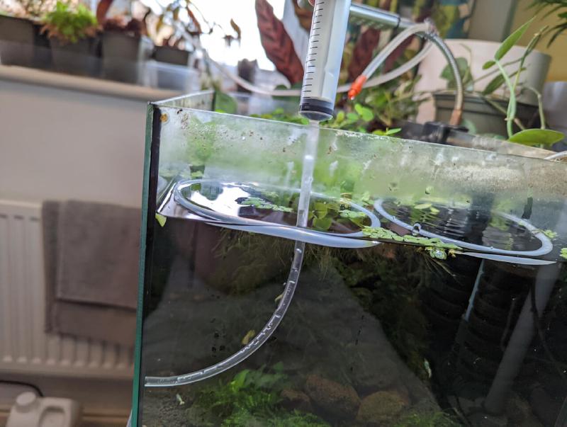 Hydra in Shrimp Tanks - How To Get Rid of Them | Shrimp Science