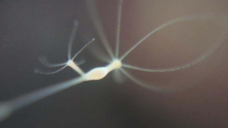 Hydra in Shrimp Tanks - How To Get Rid of Them | Shrimp Science