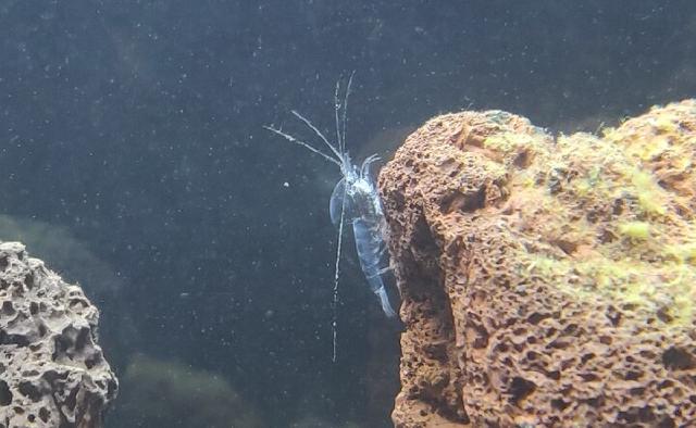 Molting and Common Problems | Shrimp Science
