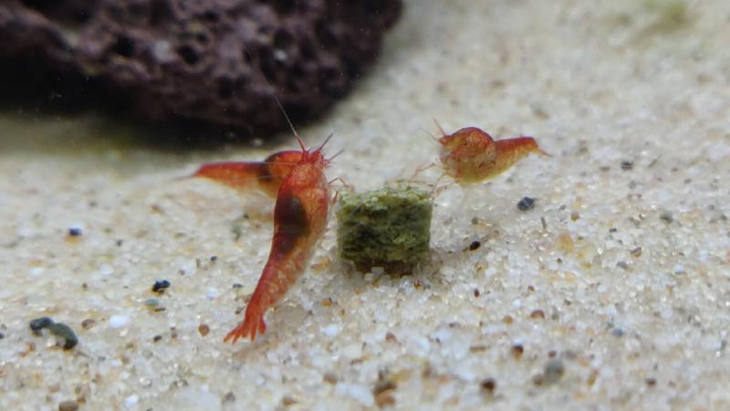 Feeding Opae Ula Shrimp - What Do They Eat? | Shrimp Science