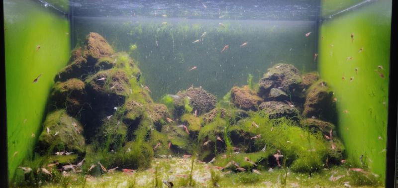 How To Set Up an Opae Ula Tank | Shrimp Science