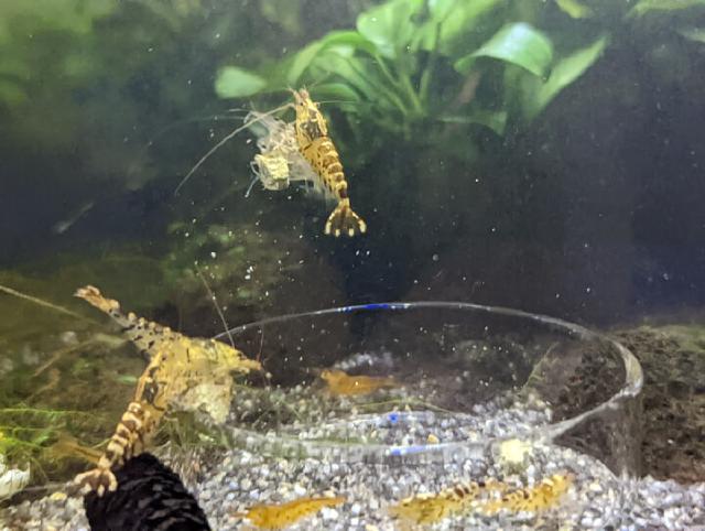 Feeding Dish Guide for Shrimp Tanks | Shrimp Science