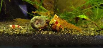 The Guide to Substrates for Shrimp Tanks | Shrimp Science