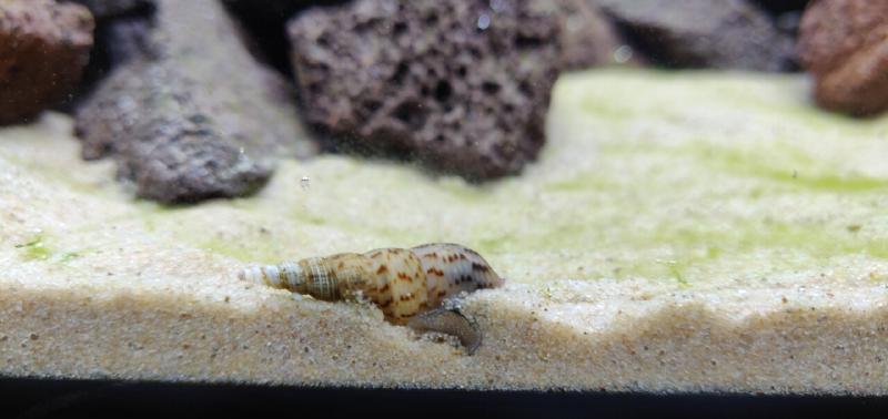 The Guide to Substrates for Shrimp Tanks | Shrimp Science