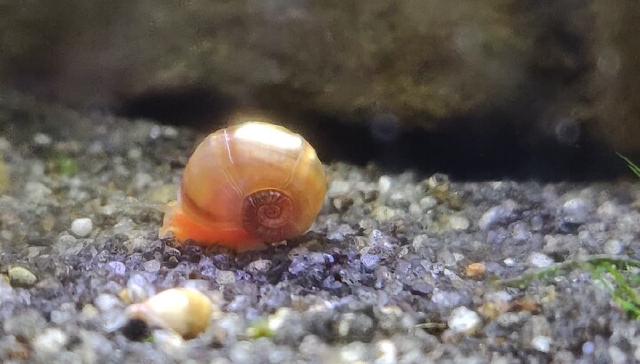 Snails in a Shrimp Tank | Shrimp Science