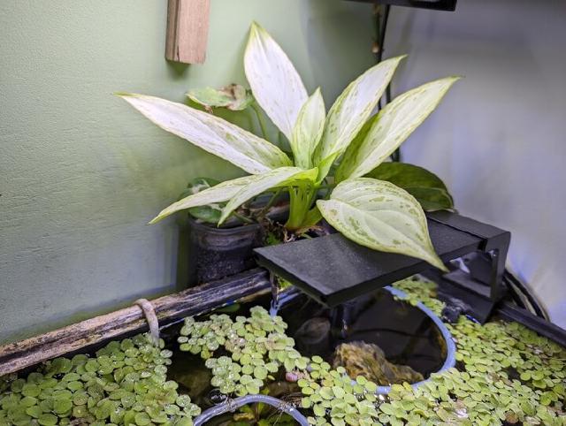 Shrimp Tank Filters: The Beginner’s Guide | Shrimp Science