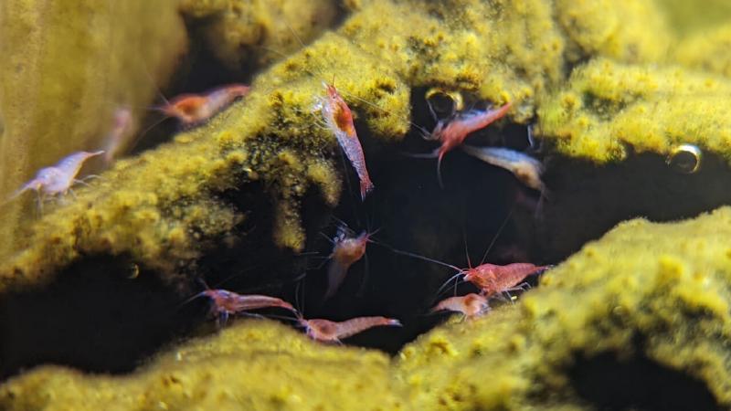 Opae Ula Shrimp | Shrimp Science